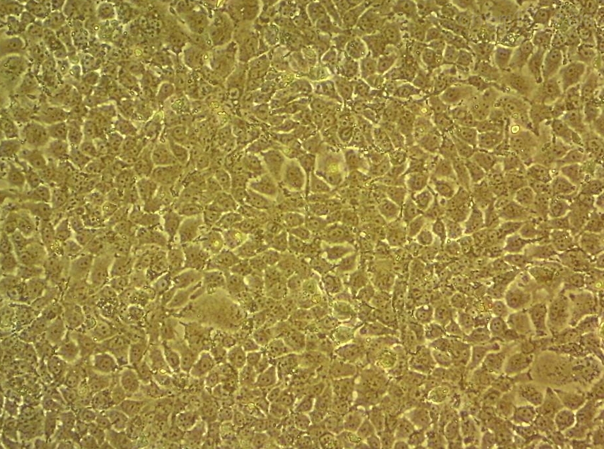 huh7细胞-千图网